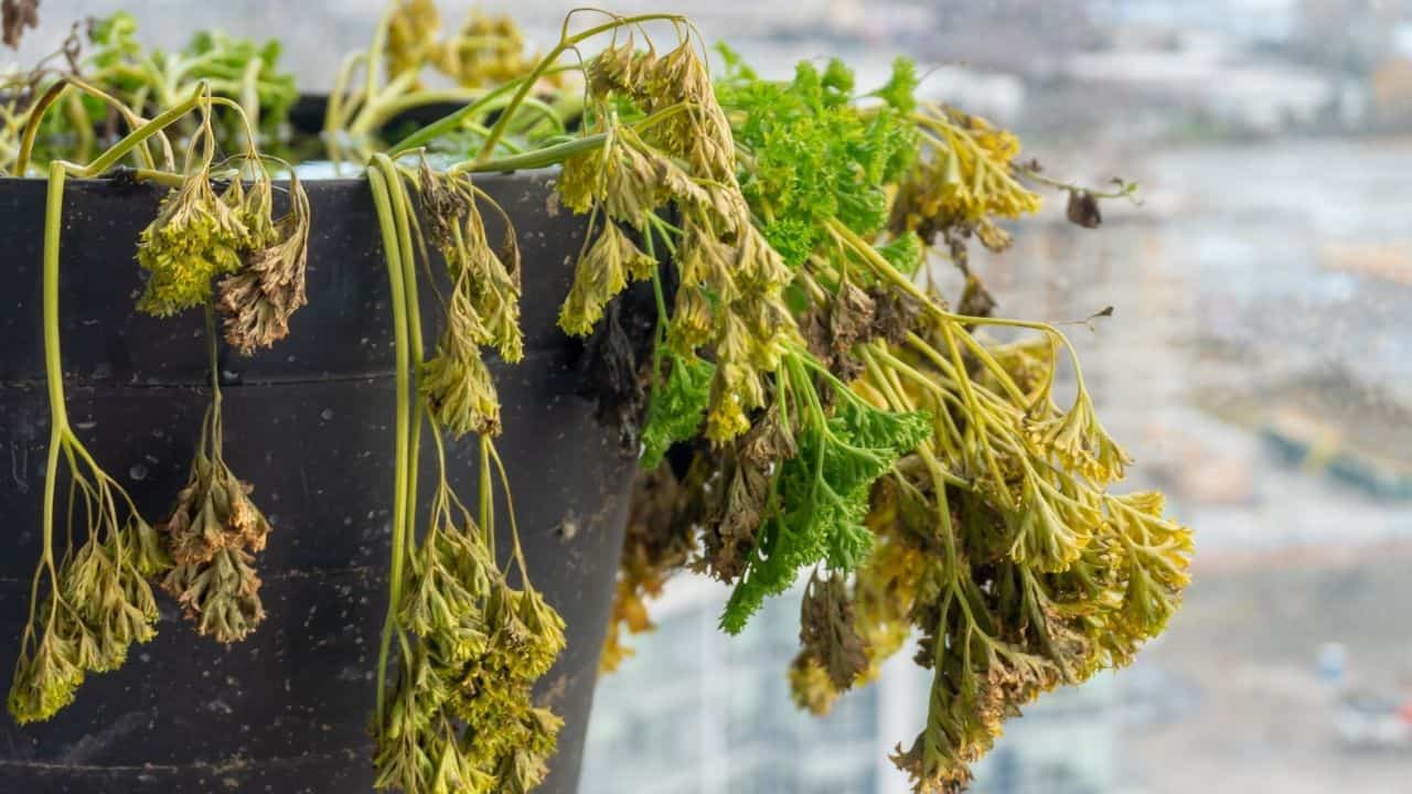 What does dying parsley look like?