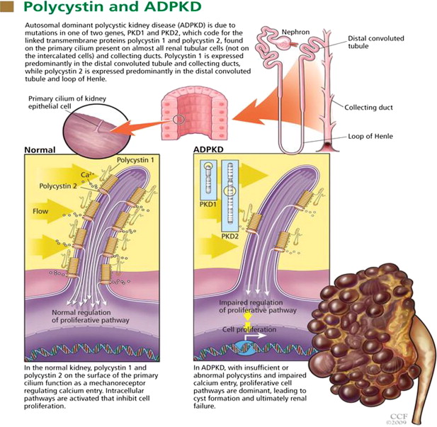 What does Fibrocystin protein do?