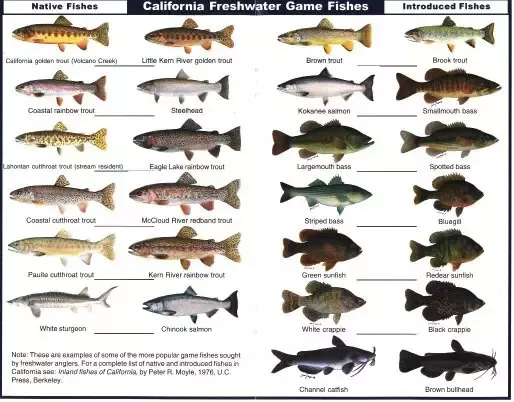 What does freshwater fish taste like?