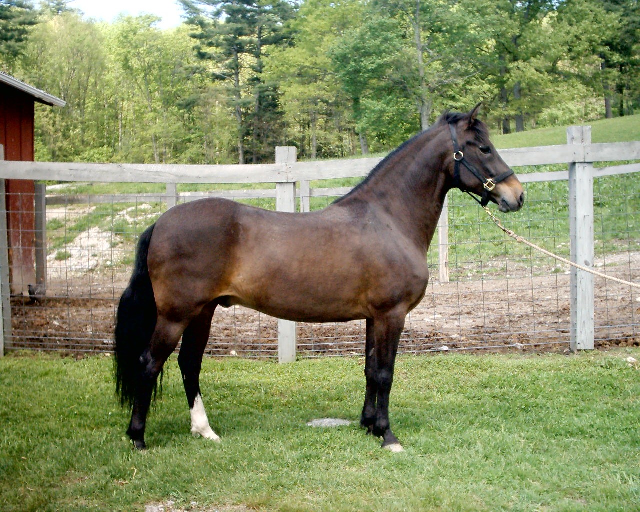 What does gelding mean for a man?