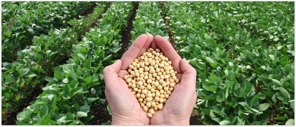 What does GMO soybean do?