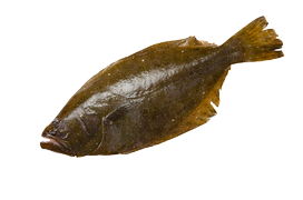 What does Greenland halibut taste like?
