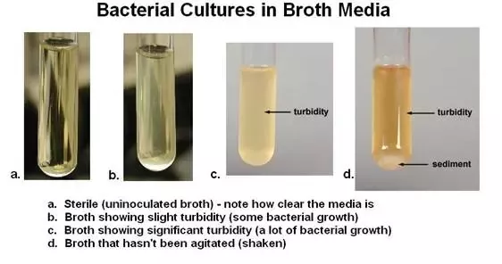 What does growth in broth mean?