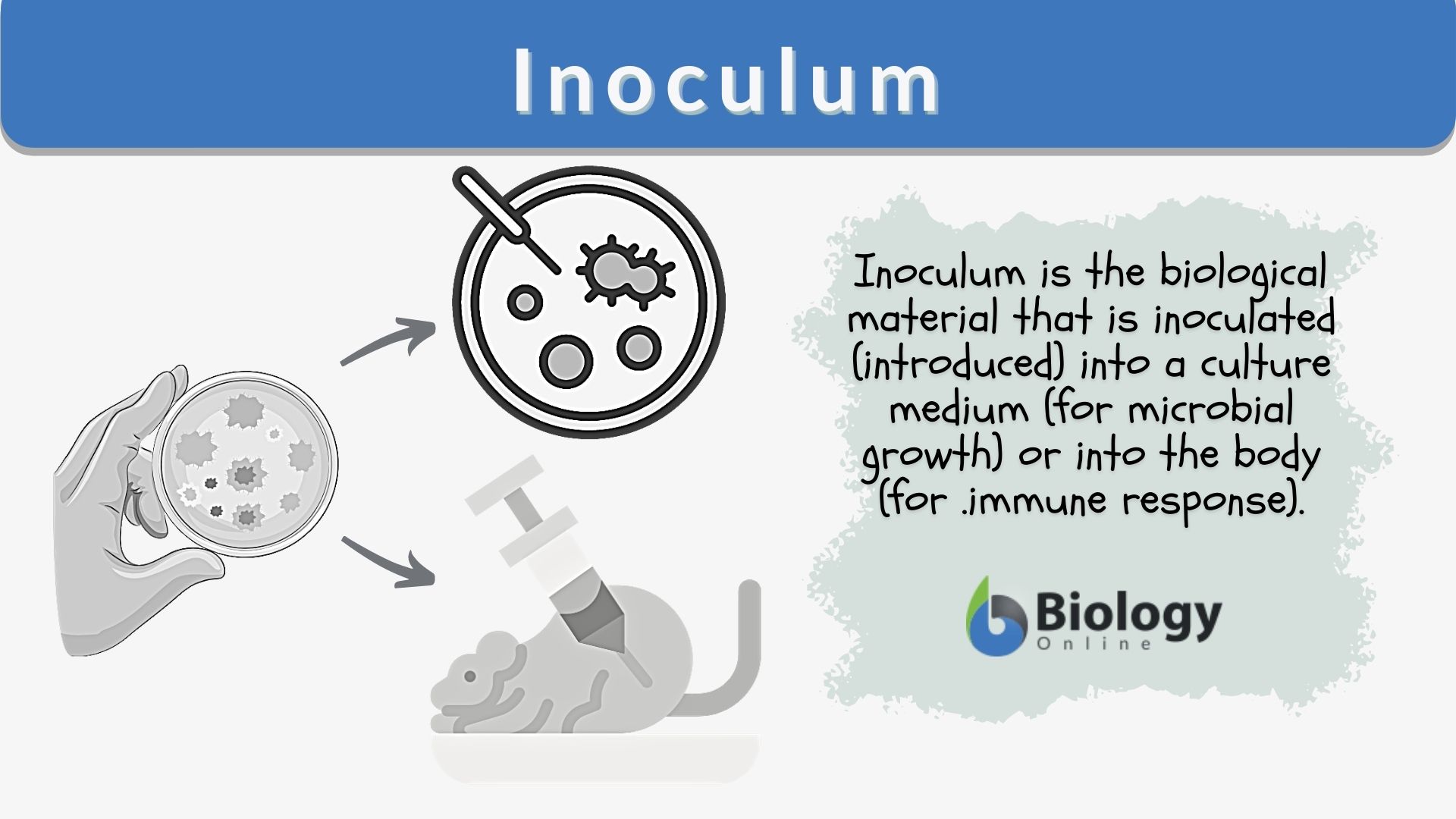 What does inoculation mean in microbiology?