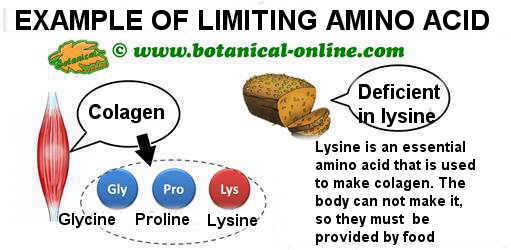 What does it mean to be a limiting amino acid?