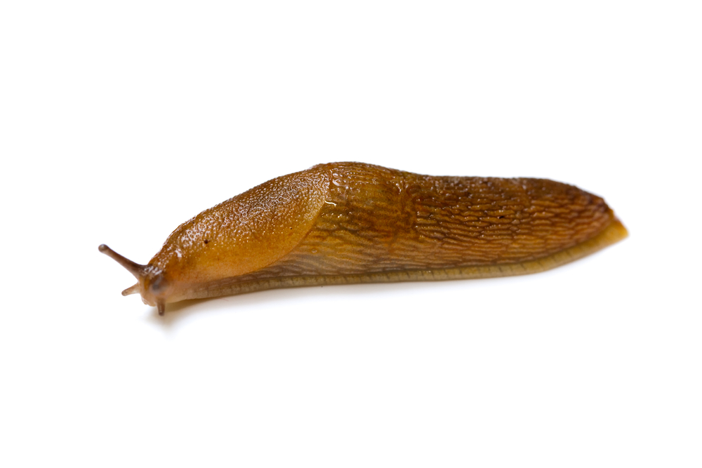 What does it mean to call a girl a slug?