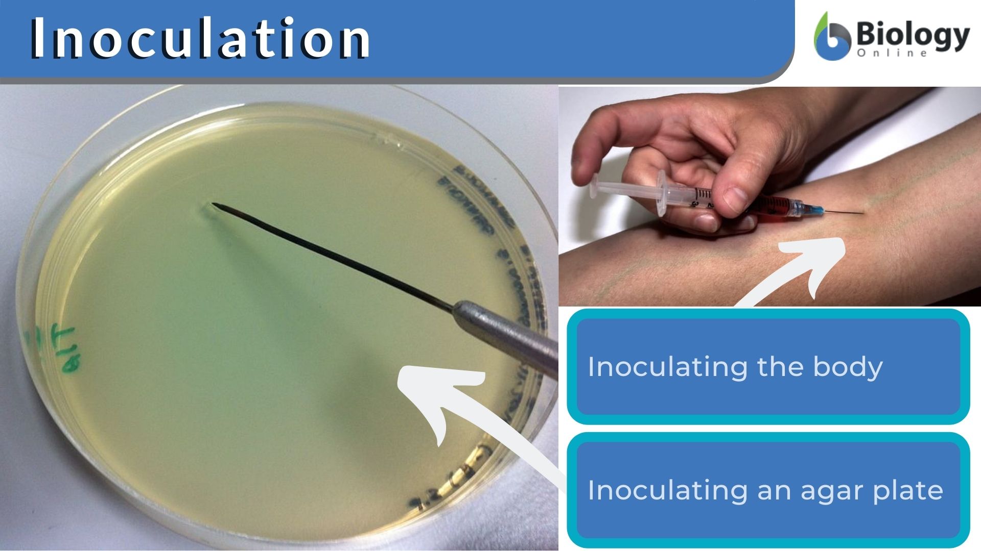 What does it mean to inoculate a plate or broth?