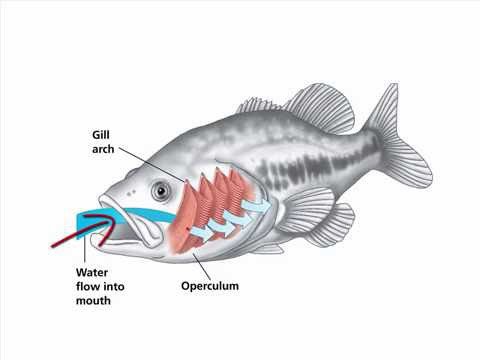 What does it mean when a fish opens its mouth?