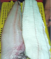 What does it mean when Halibut is chalky?