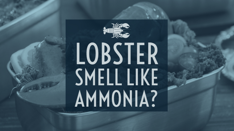 What does it mean when lobster smells like ammonia?