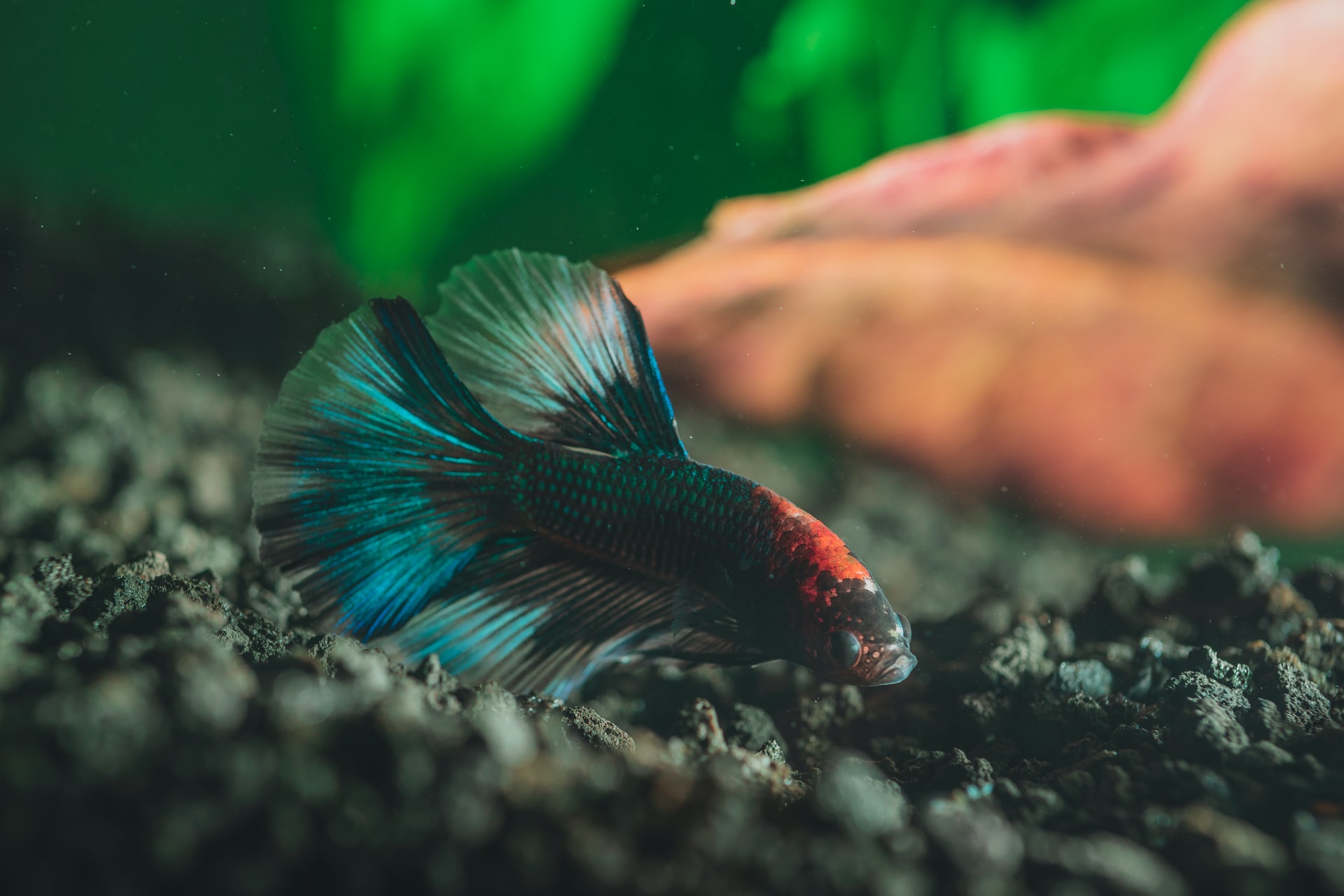 What does it mean when your fish is alive but not moving?
