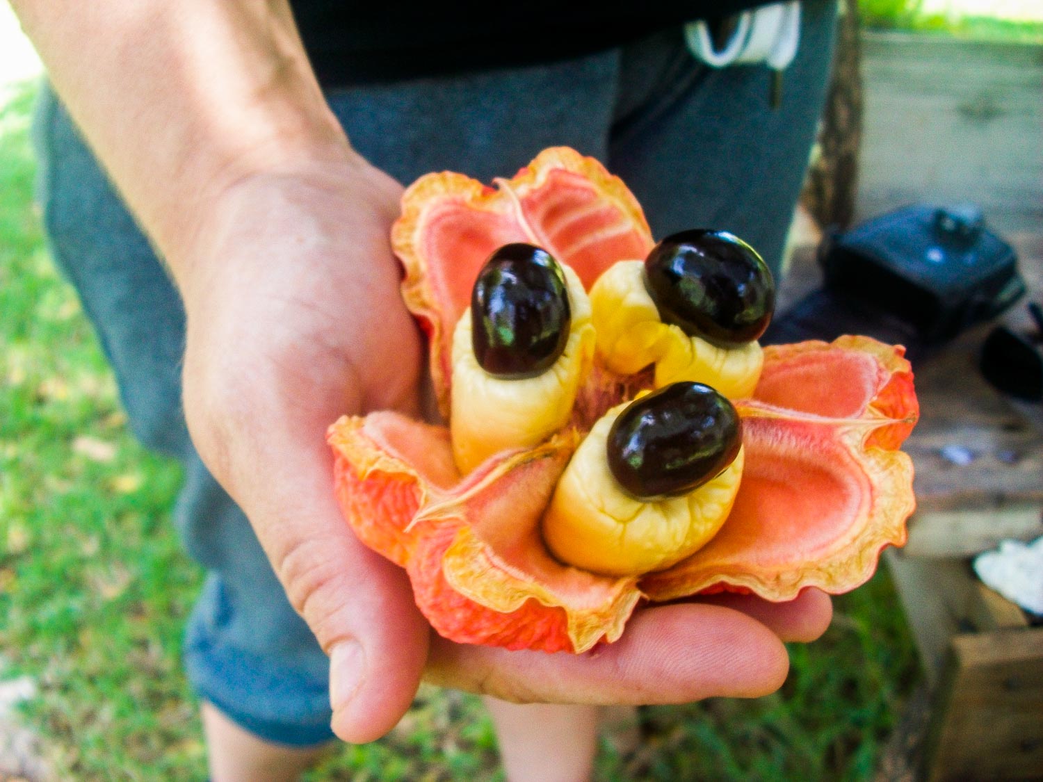 What does Jamaica fruit taste like?