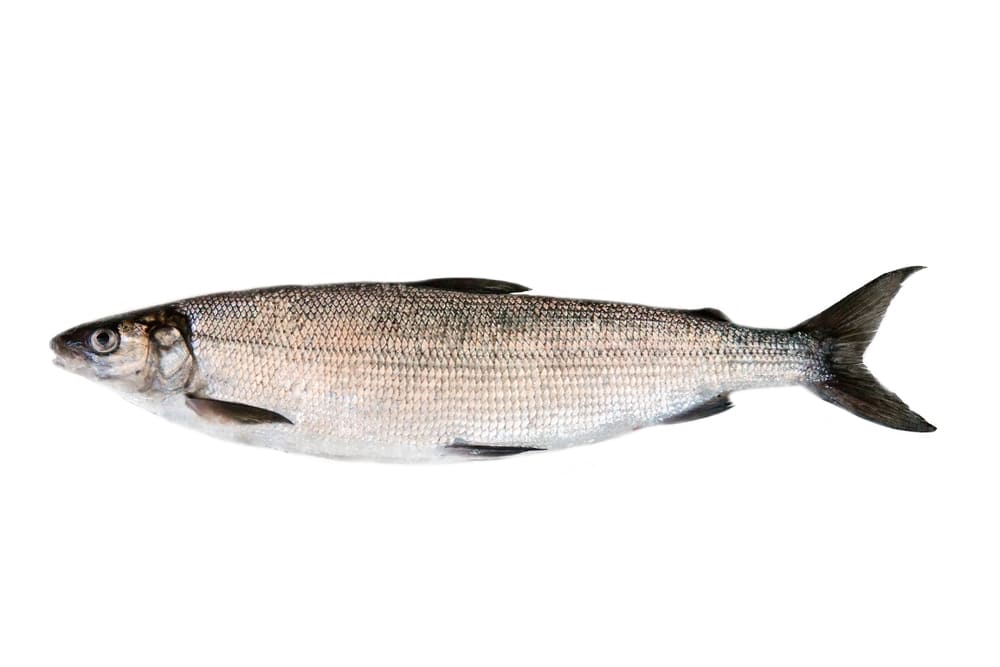 What does lake whitefish taste like?