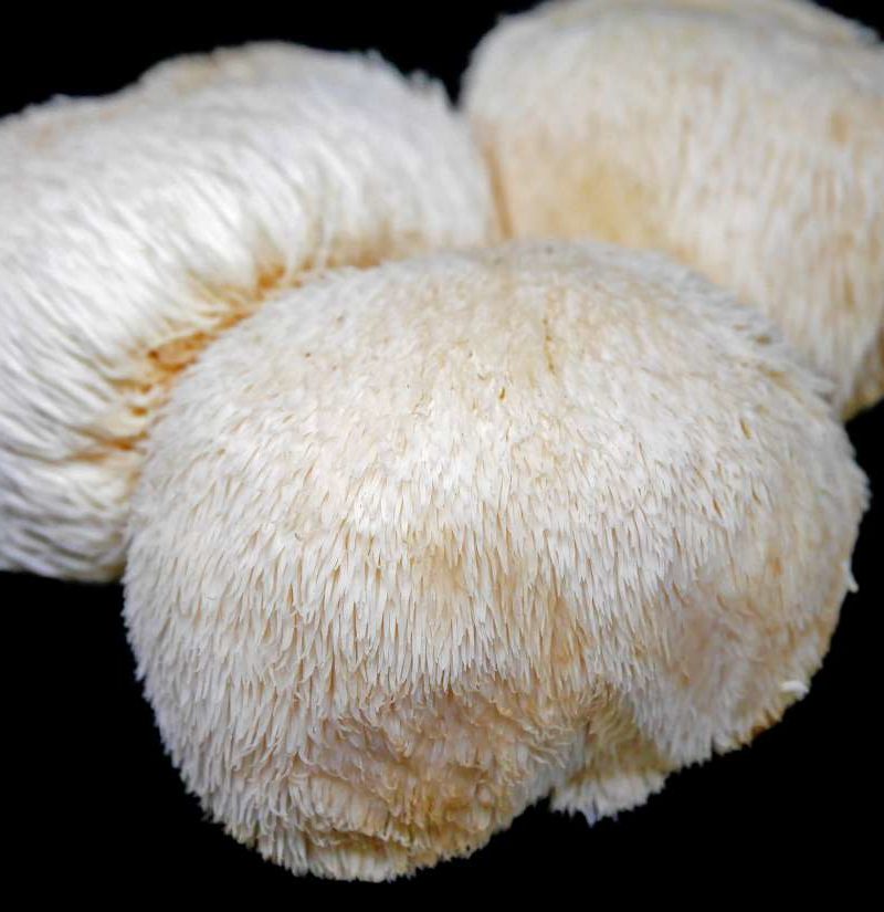 What does lion's mane do to the brain?
