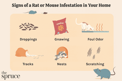 What does mouse infestation smell like?