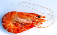 What does prawn mean in British?