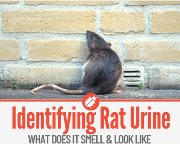 What does rodent urine smell like?