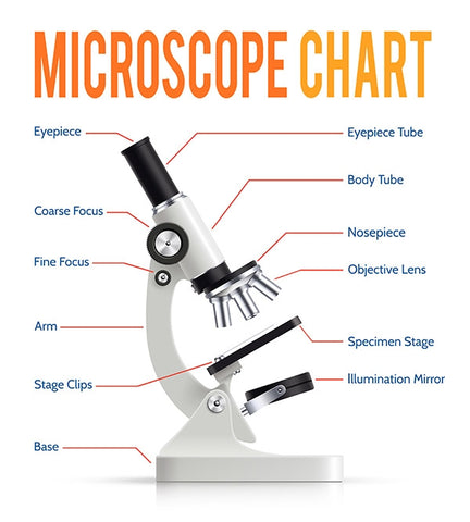 What does scope mean in microscope?