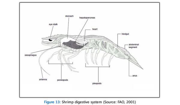 What does shrimp do to your stomach?