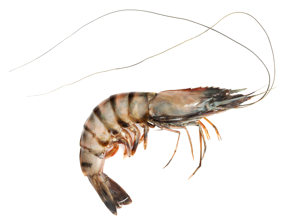 What does shrimp mean in English?