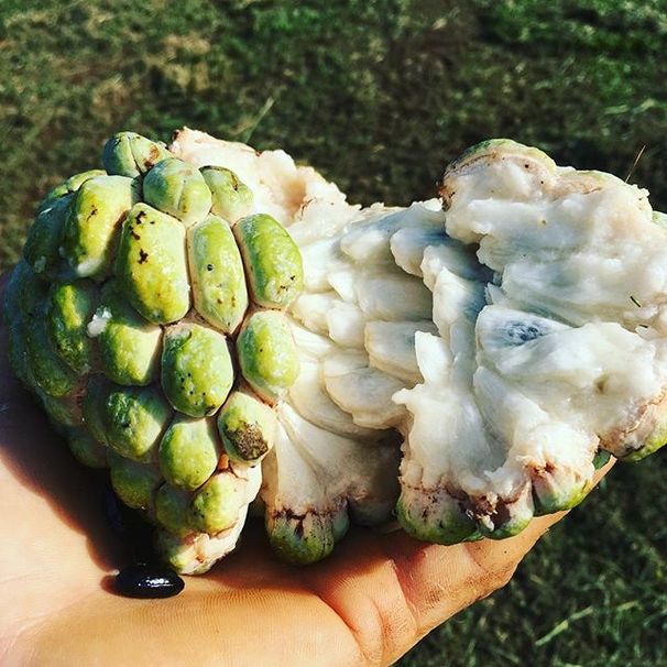 What does sugar apple taste like?