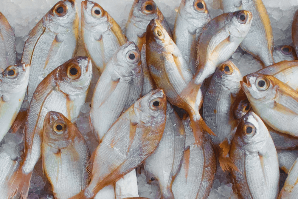 What does sustainably sourced fish mean?