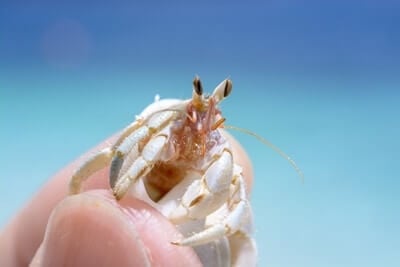 What does the color of a hermit crab mean?