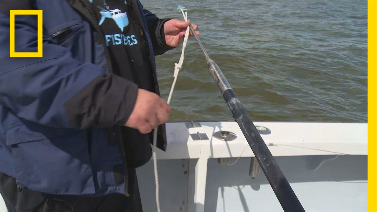What does the Dart do on Wicked Tuna?