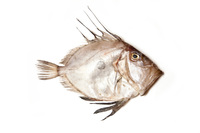 What does the slang word John Dory mean?
