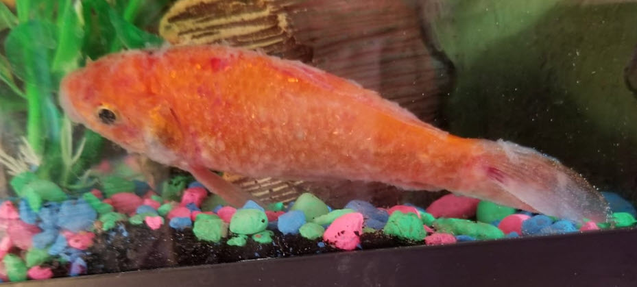 What does the slime on fish do?