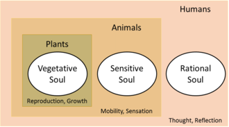 What does the soul consist of?