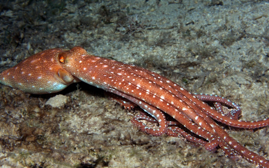 What Does The Spanish Word Octopus Mean 2022 QAQooking wiki