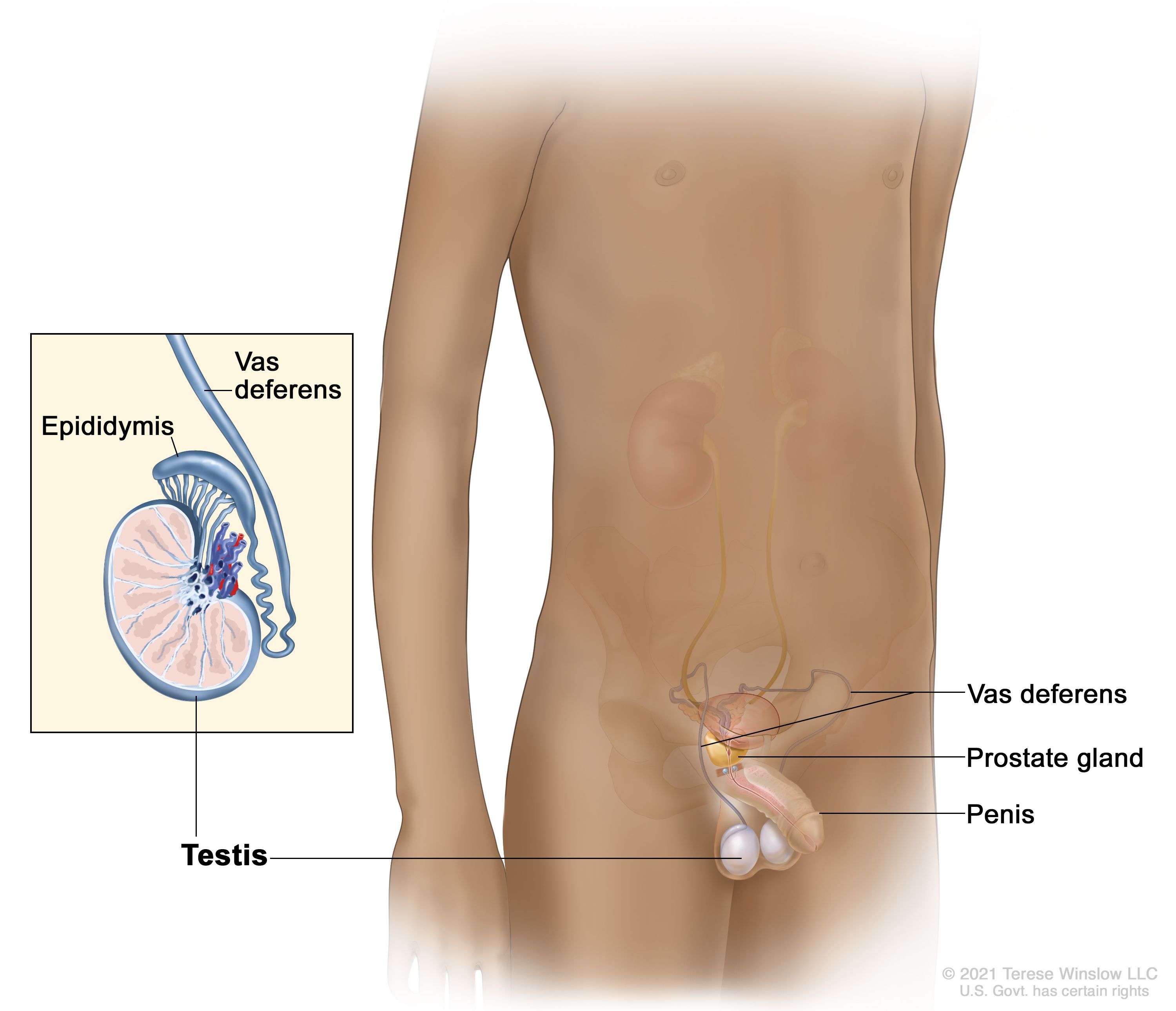 What does the testis mean?