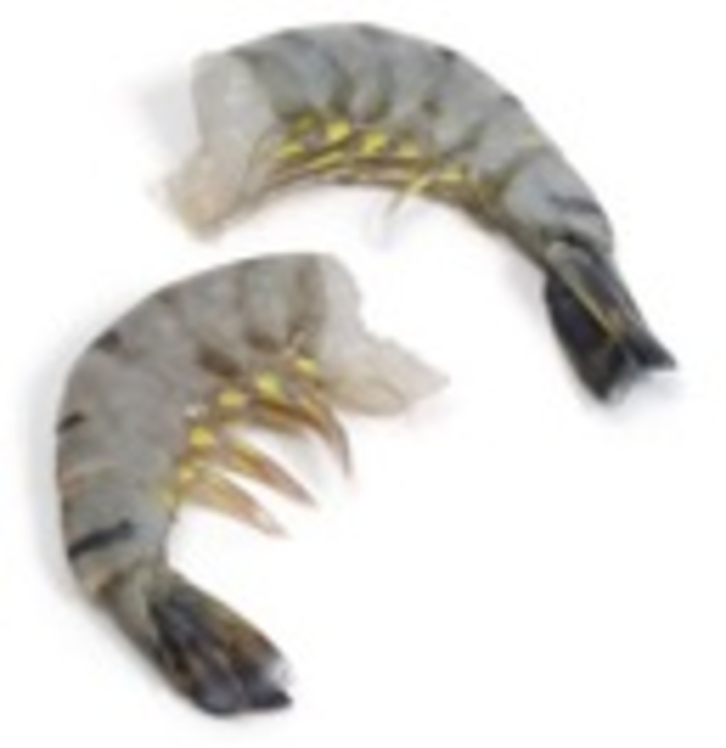 What does tiger prawn taste like?