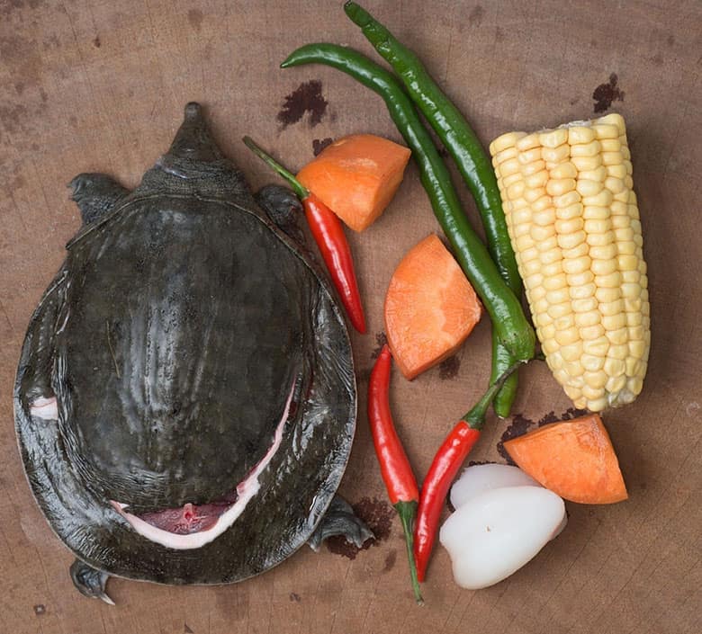 What does tortoise meat taste like?