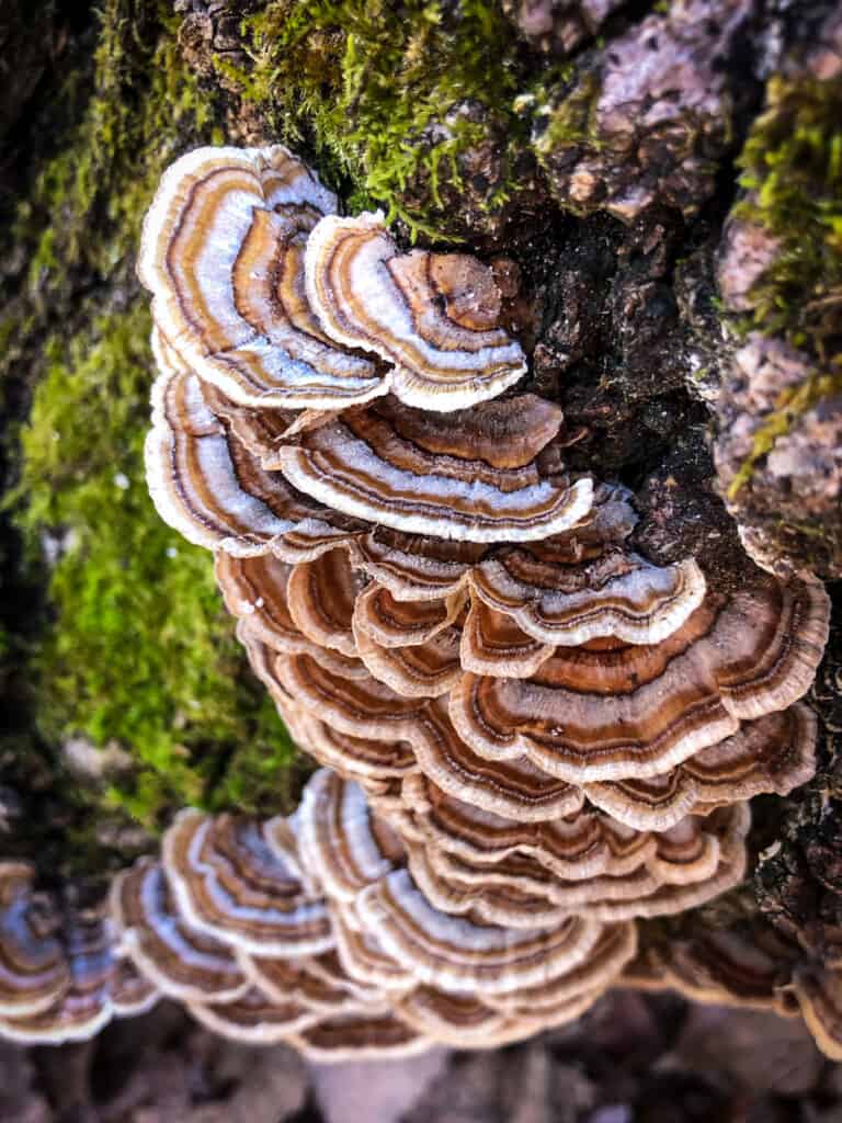 What does turkey tail mushroom do?