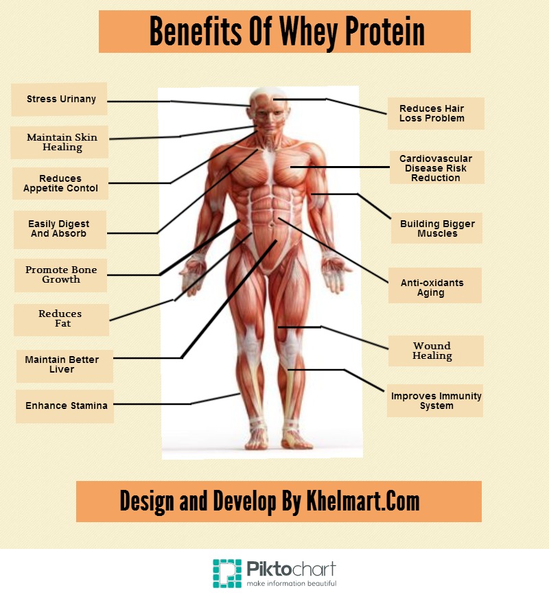 What does whey protein do to muscles?