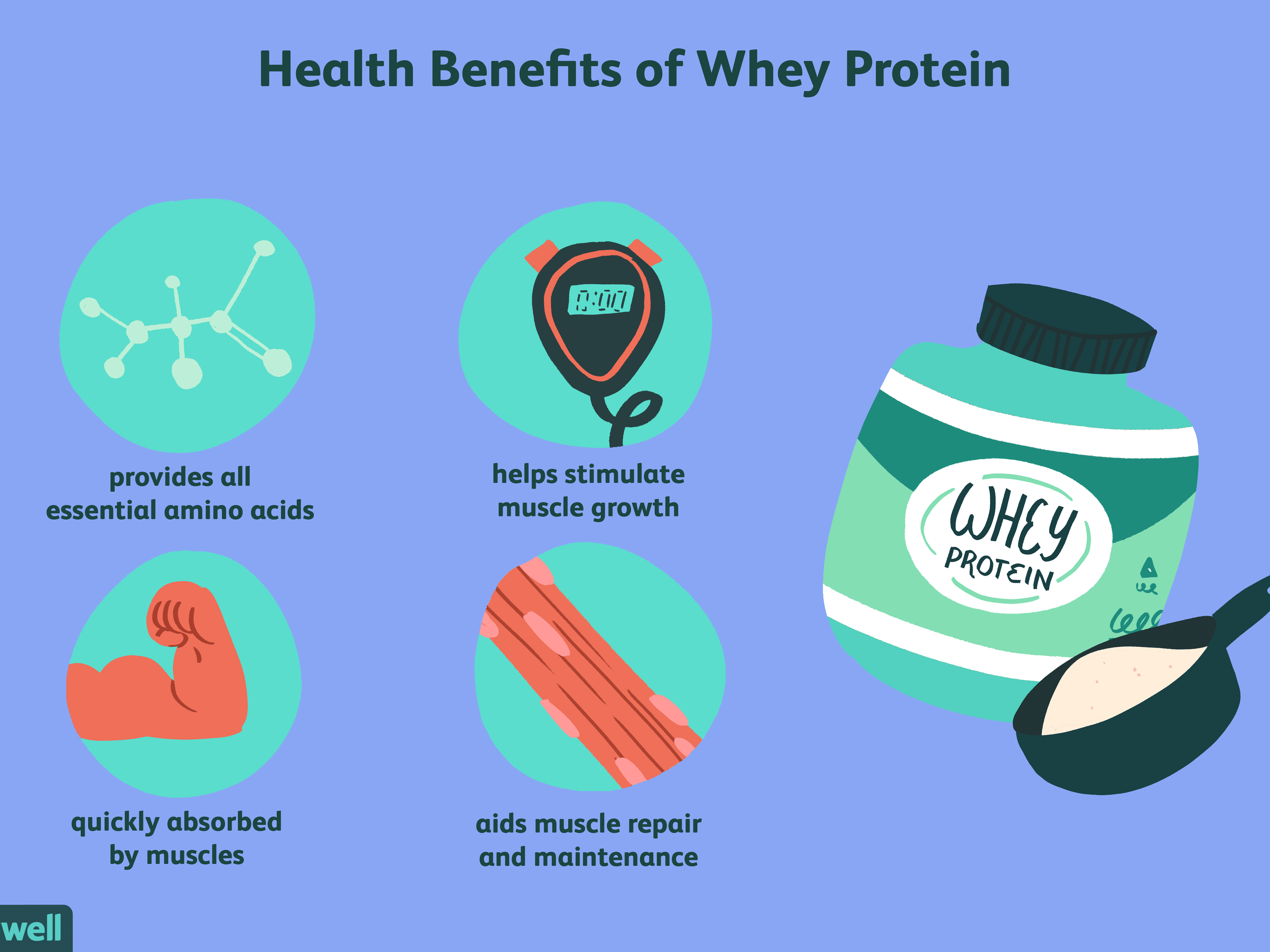 What does whey protein do to your body?