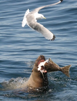 What eats halibut?