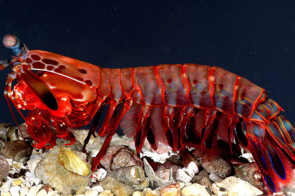 What eats shrimp in the Atlantic ocean?