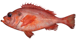 What edible fish is red?