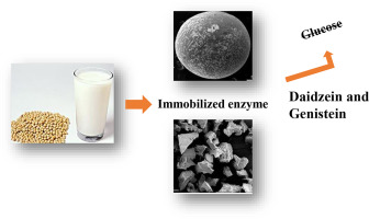 What enzymes are in soy milk?