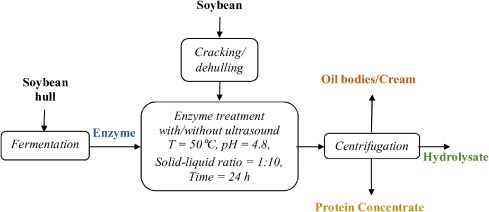 What enzymes break down soy?