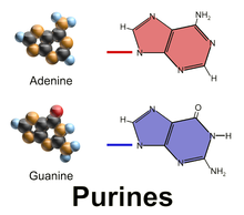 What exactly are purines?