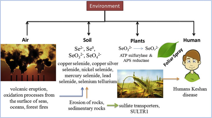 What factors affect selenium levels in soil?