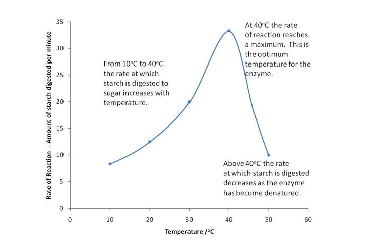 What factors affect the rate of digestion?