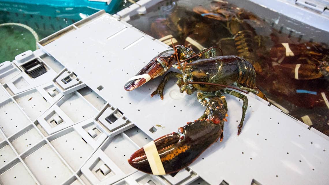 What factors would be important when shipping live lobsters?