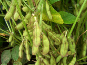 What family is soybean in?