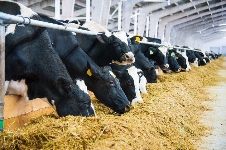 What farm animals eat soybean meal?