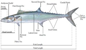 What features are used by bony fish for protection?